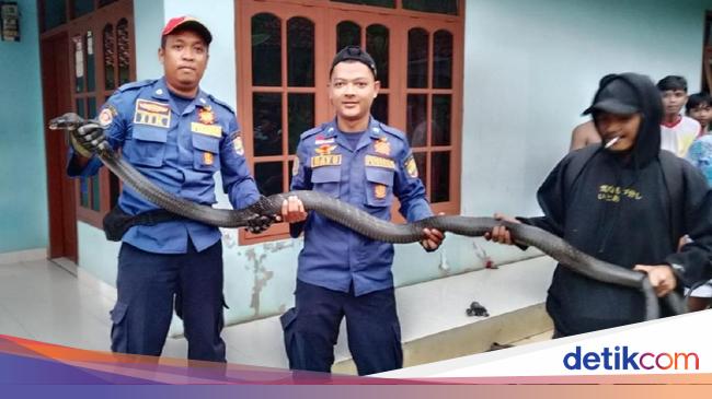 Kata Animal Lovers soal Fenomena 'Si Raja' Ular Teror Warga Ciamis