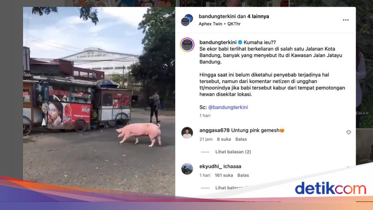 Kala Babi 'Pink' Bikin Heboh Keliaran di Jalanan Bandung