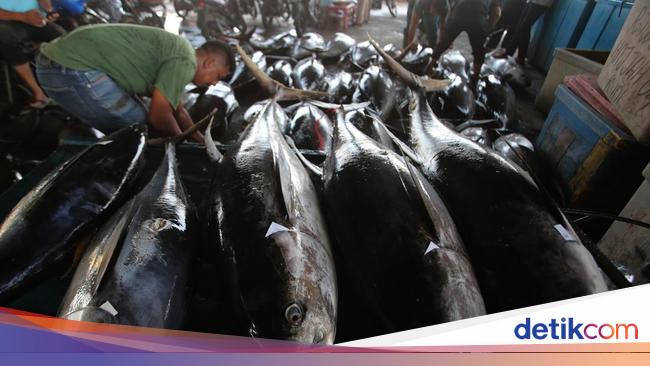 Trump Getok Tarif 32%, RI Pilih Ekspor Ikan ke China & Eropa