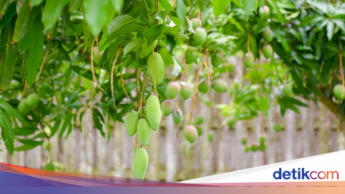 4 Pohon Ini Jangan Ditanam di Dekat Rumah, Kenapa?