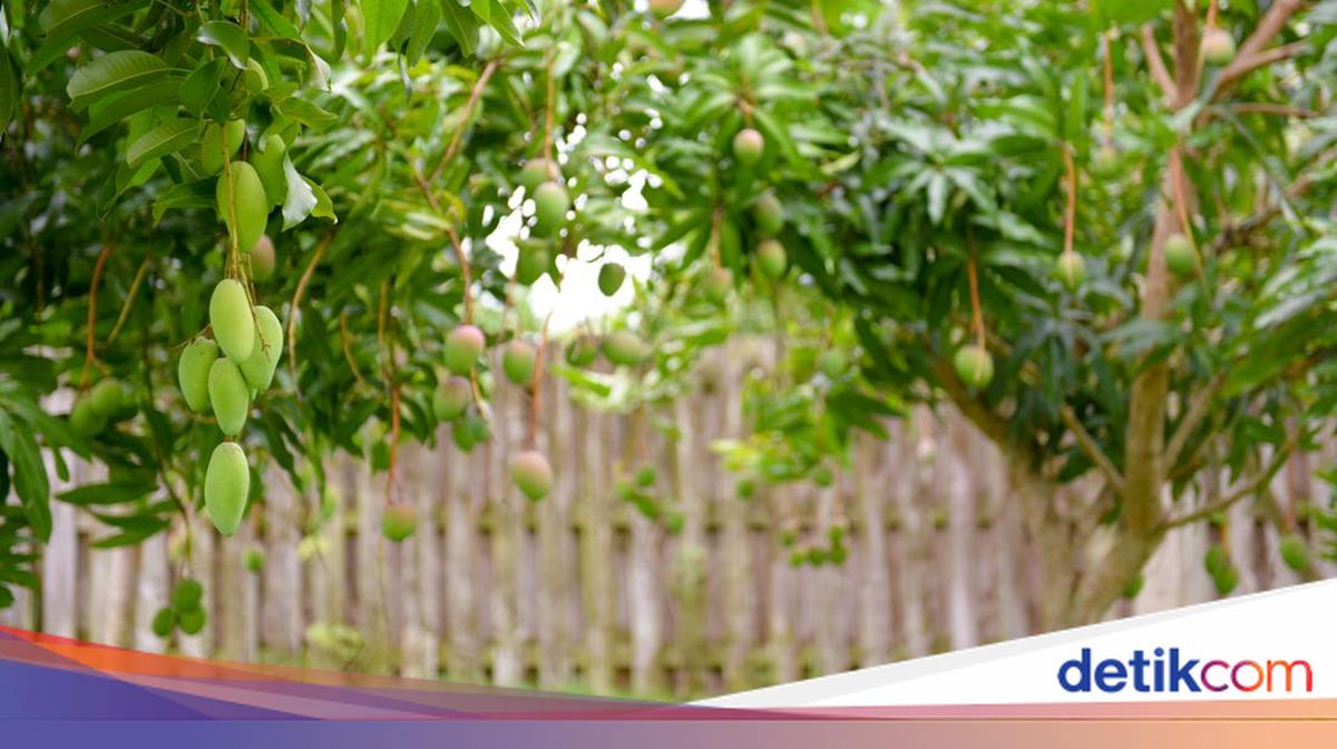 11 Tanaman yang Merusak Pondasi Rumah, Jangan Asal Tanam!