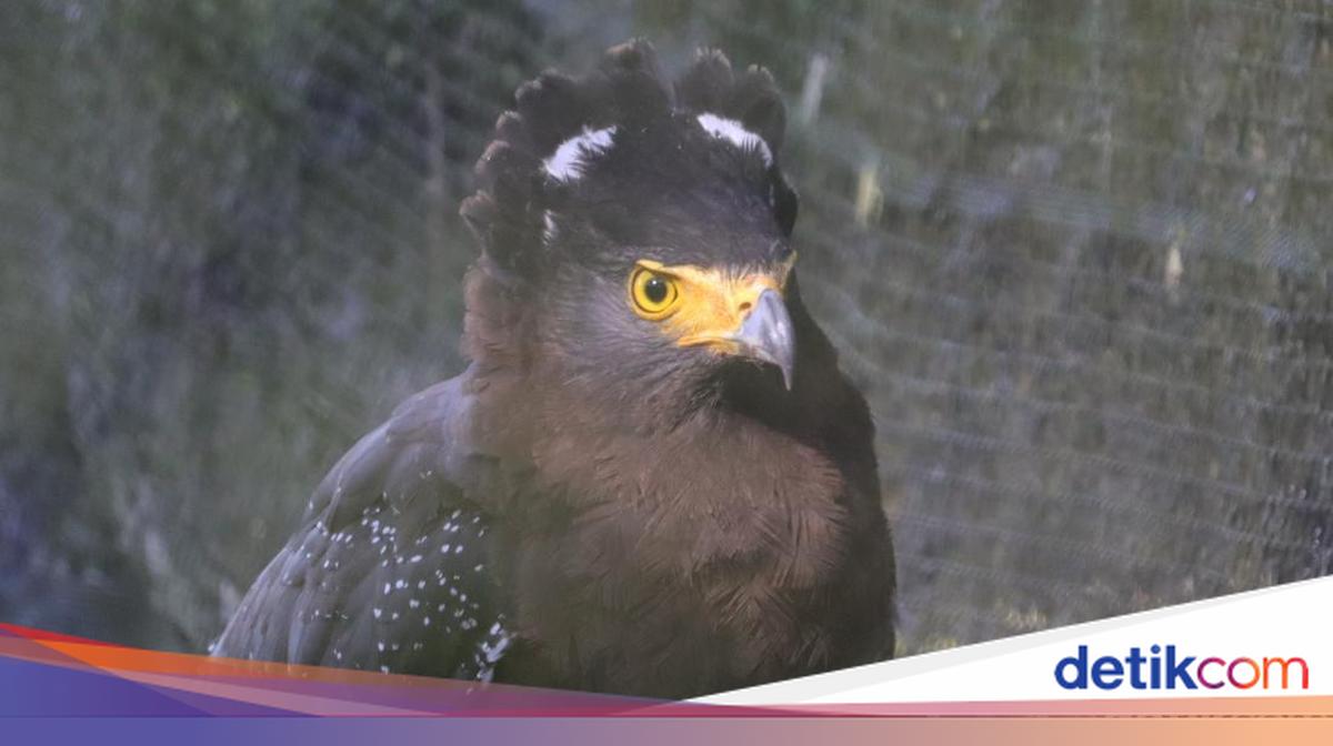Melihat Upaya Konservasi Elang yang Terancam Punah