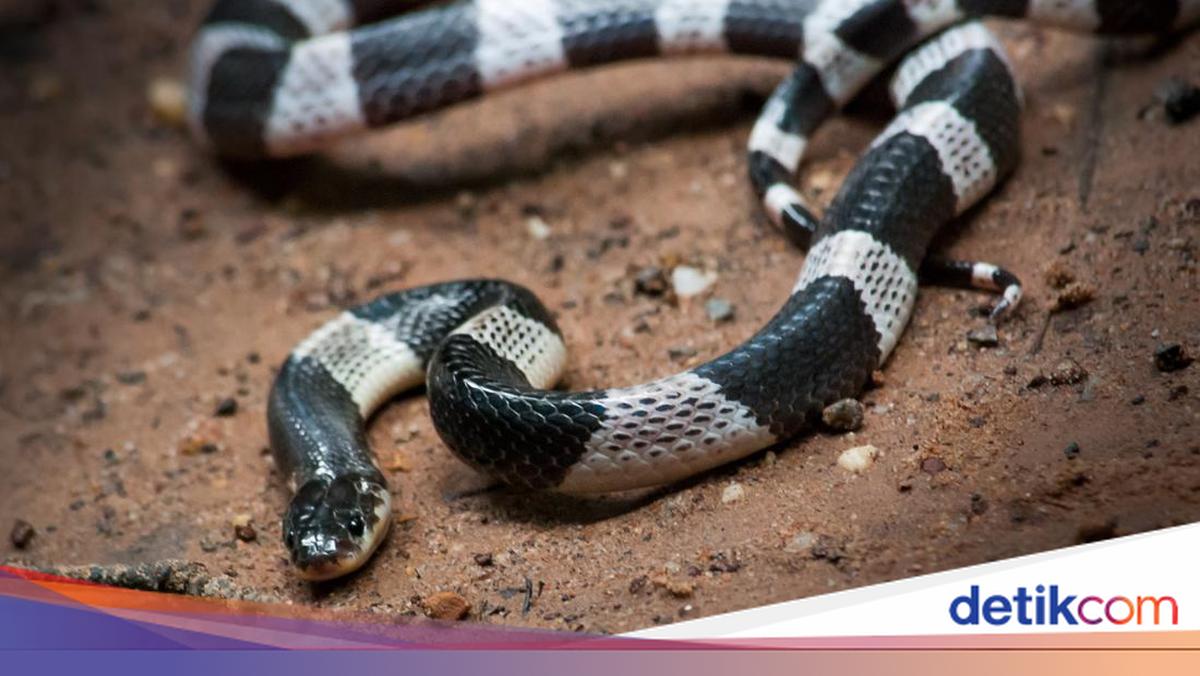 Mengenal Ular Weling, Si Belang Cantik yang Mematikan