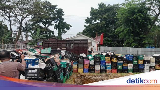 14,6 Ton Mangga Ilegal Asal Thailand Dimusnahkan di Medan