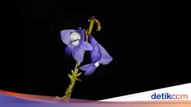 Tidak Ada di Tempat Lain Seluruh Dunia, Anggrek Biru Raja Ampat ...