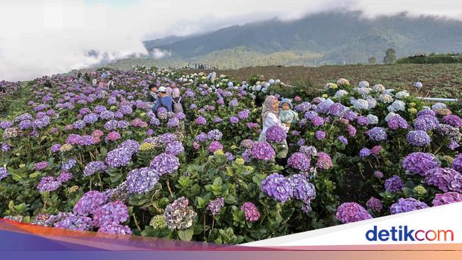 Ladang Bunga Hortensia di Batu Disulap Jadi Destinasi Wisata Hits