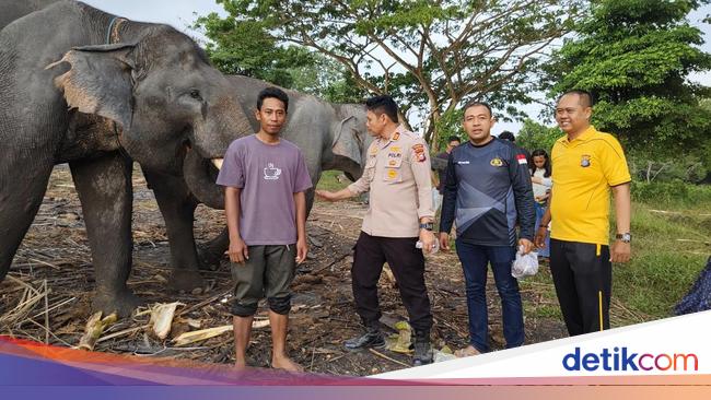 Polisi dan PLG Minas Riau Kolaborasi Cari Solusi Atasi Konflik Gajah Liar