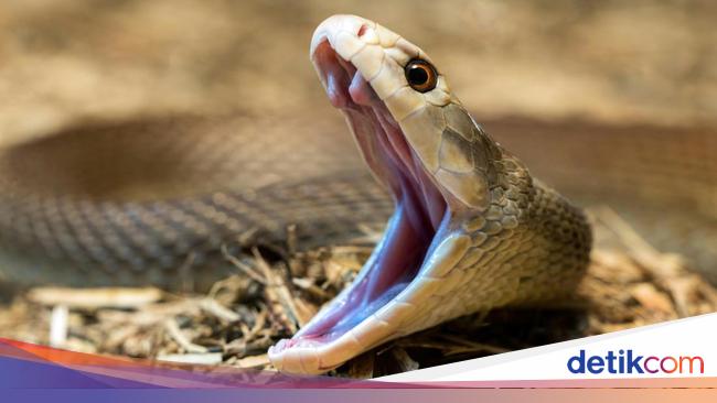 10 Gejala Akibat Gigitan Ular Berbisa dan Pertolongan Pertama yang ...