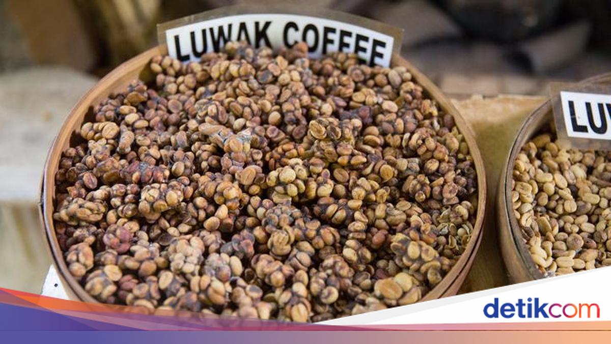 5 Fakta Kopi Luwak Indonesia, Kopi Termahal dan Eksklusif di Dunia!