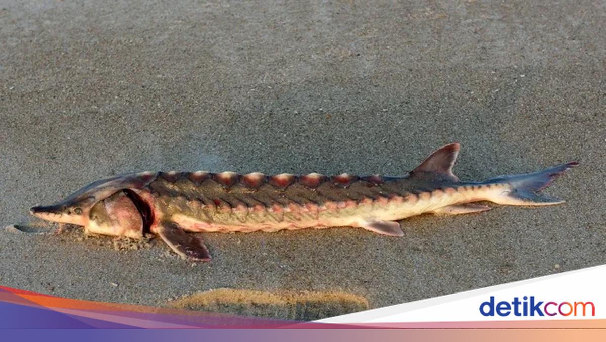 Hewan Laut Aneh Ditemukan Beberapa Tahun Terakhir, Ada Ikan Bopeng