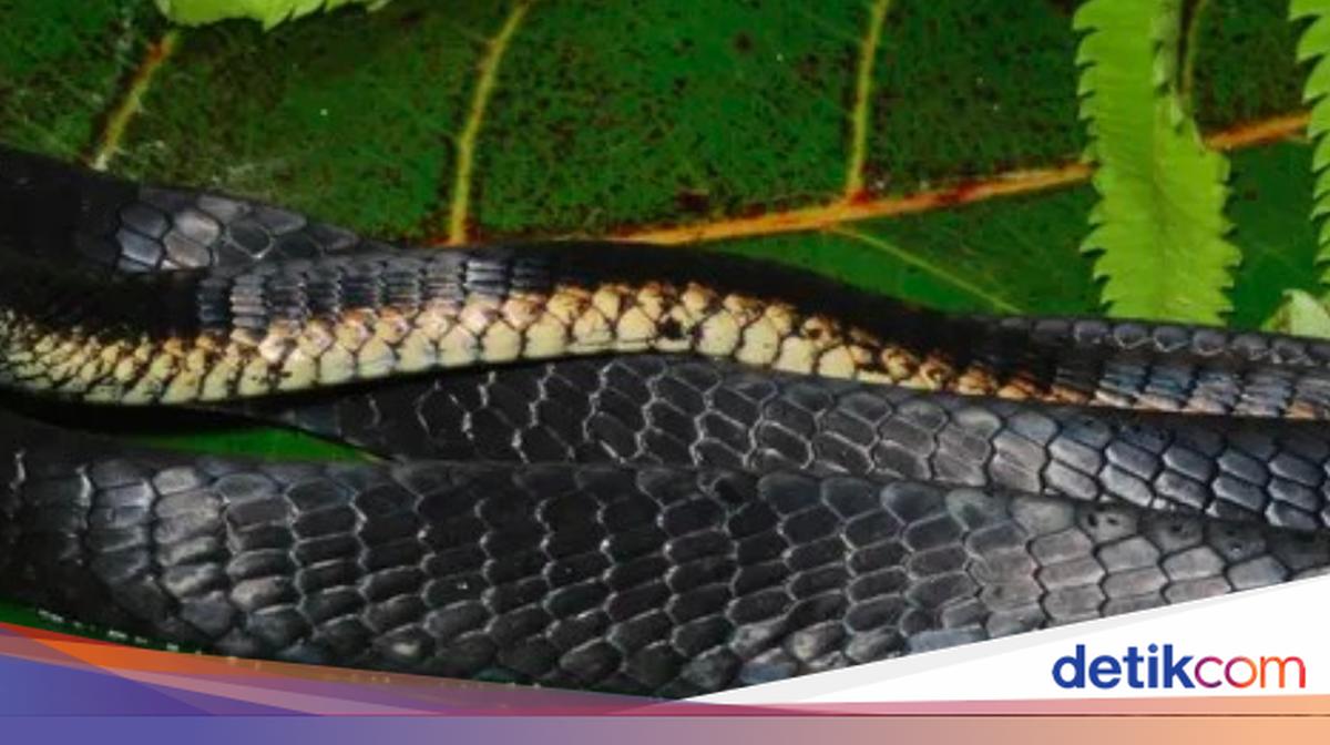 Spesies Ular Baru Ditemukan di Papua Nugini, Matanya Hitam Besar