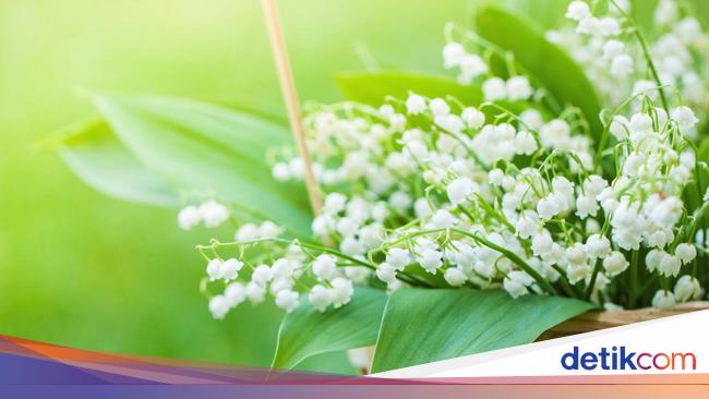 Mengenal Lily of The Valley, Bunga Mahal Favorit Pengantin, Dipakai ...