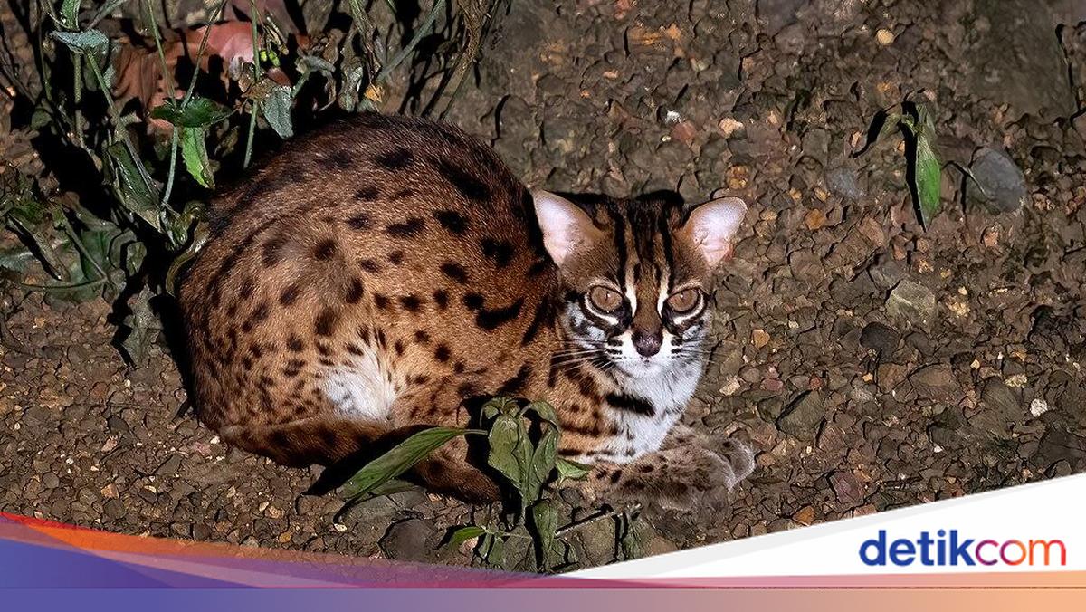 6 Kucing Lokal Indonesia yang Tak Banyak Diketahui