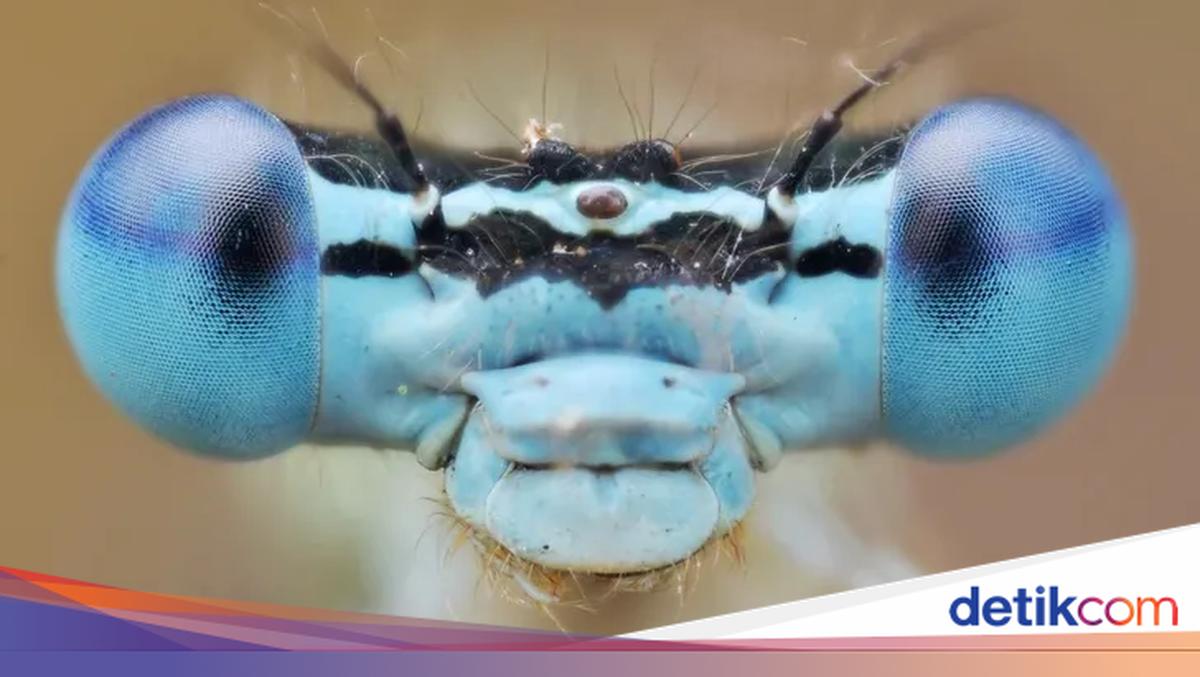 Foto-foto Serangga Lucu yang Belum Pernah Kamu Lihat