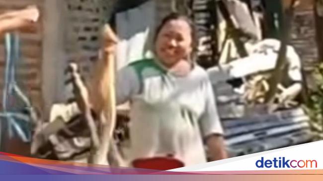 Aksi Heroik Bu Lis Tangkap Sanca 2 Meter Pakai Tangan Kosong Di Semarang