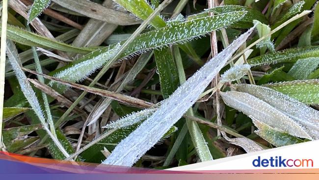 Brrr! Embun Dieng Membeku Pagi Ini, Suhu 0 Derajat Celsius
