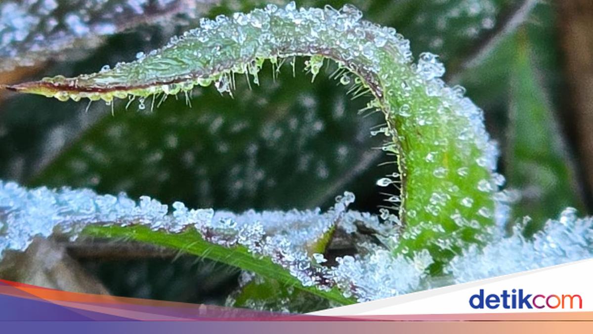 Dieng Pagi Ini Semakin Dingin, Embun Es Meluas