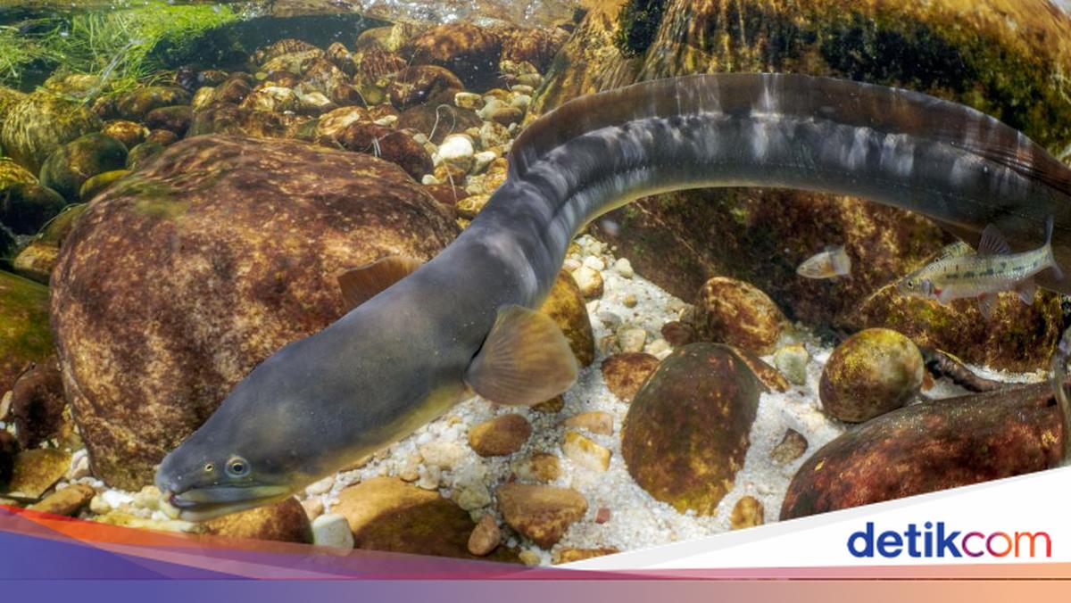 Sidat Itu Ikan Apa? Ini Ciri Fisik dan Fakta Menariknya