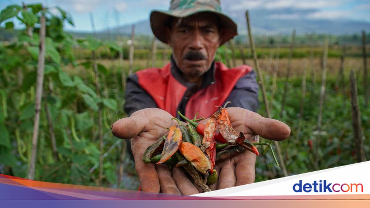 Anomali Cuaca, Produksi Cabai di Kaki Semeru Menurun