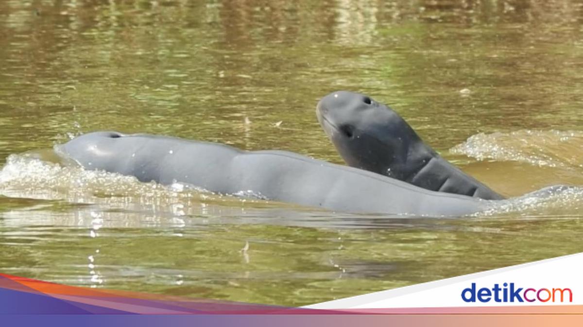 Pesut Mahakam Juga Punya Nama, Ini Cara Mengenalinya