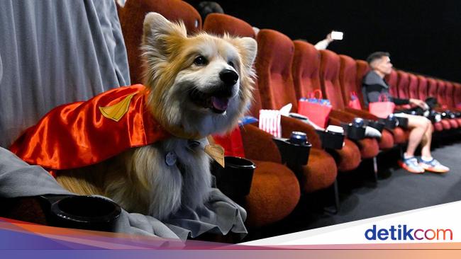 Anjing: Aku Mau Nonton Superman di Bioskop