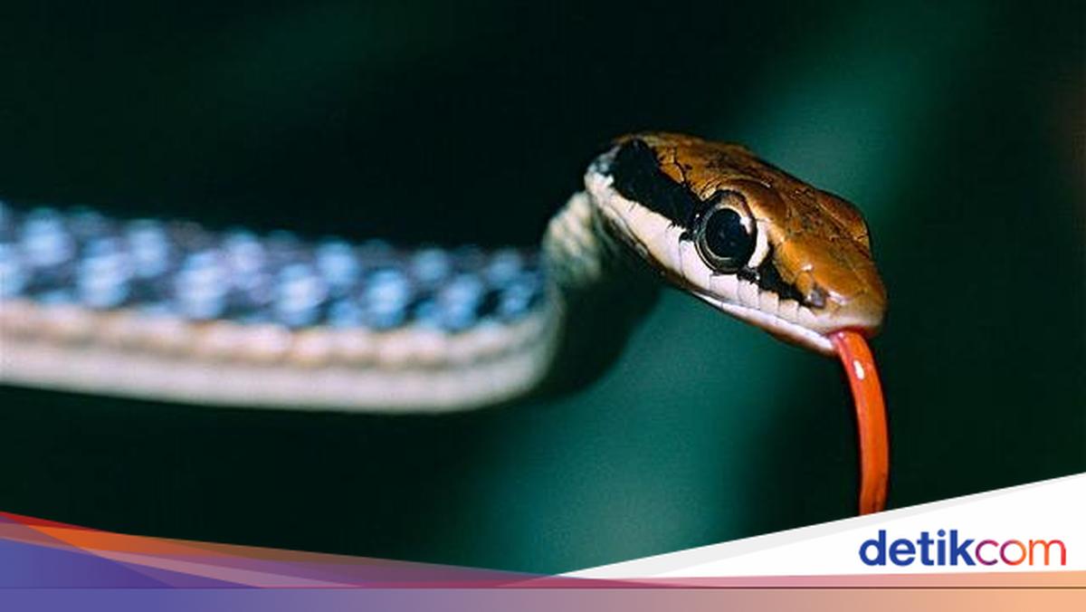 Tafsir Mimpi Ular Masuk Rumah Menurut Pandangan Islam