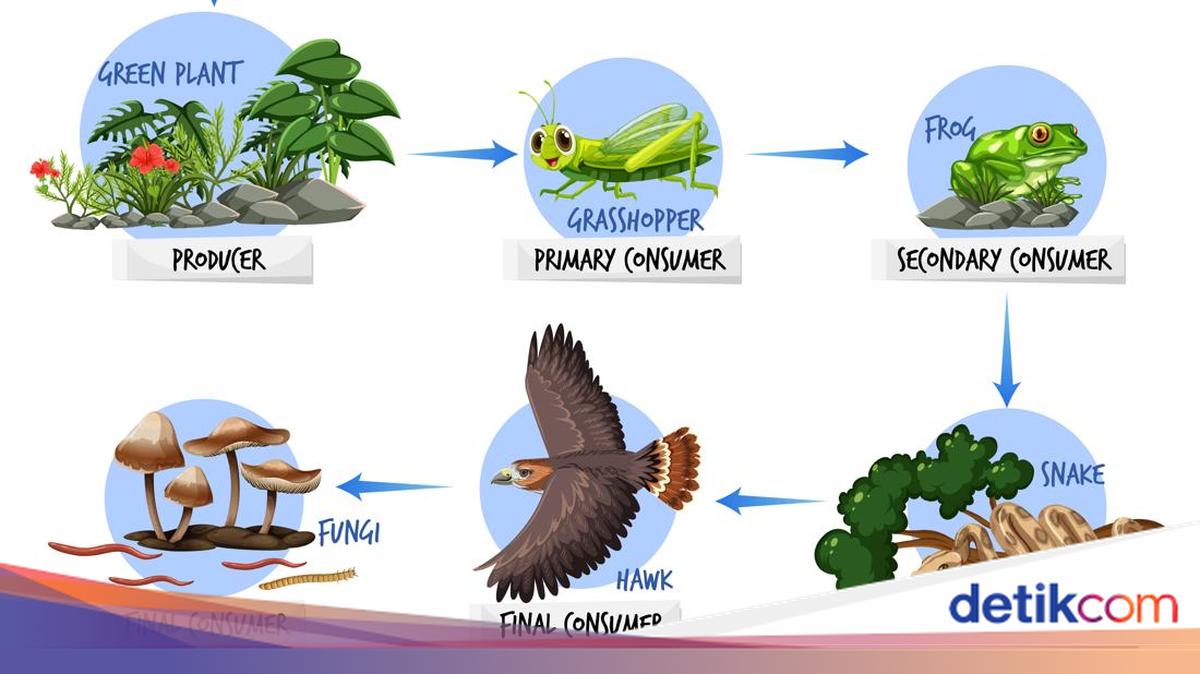Rantai Makanan: Pengertian, Fungsi, Jenis, Contoh, dan Posisi Manusia