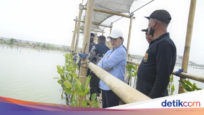 Dorong Ekonomi Pesisir, Walkot Semarang Bakal Sulap Tambakrejo Jadi ...