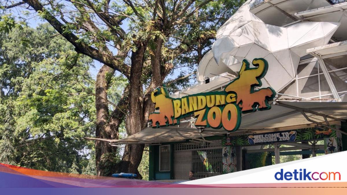 Ditutupnya Bandung Zoo Ternyata Bikin Satwa Jadi Lebih Liar dan Mudah Stres