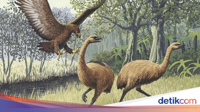 Ambisi Hidupkan Burung Purba Moa, Raksasa yang Punah 6 Abad Lalu