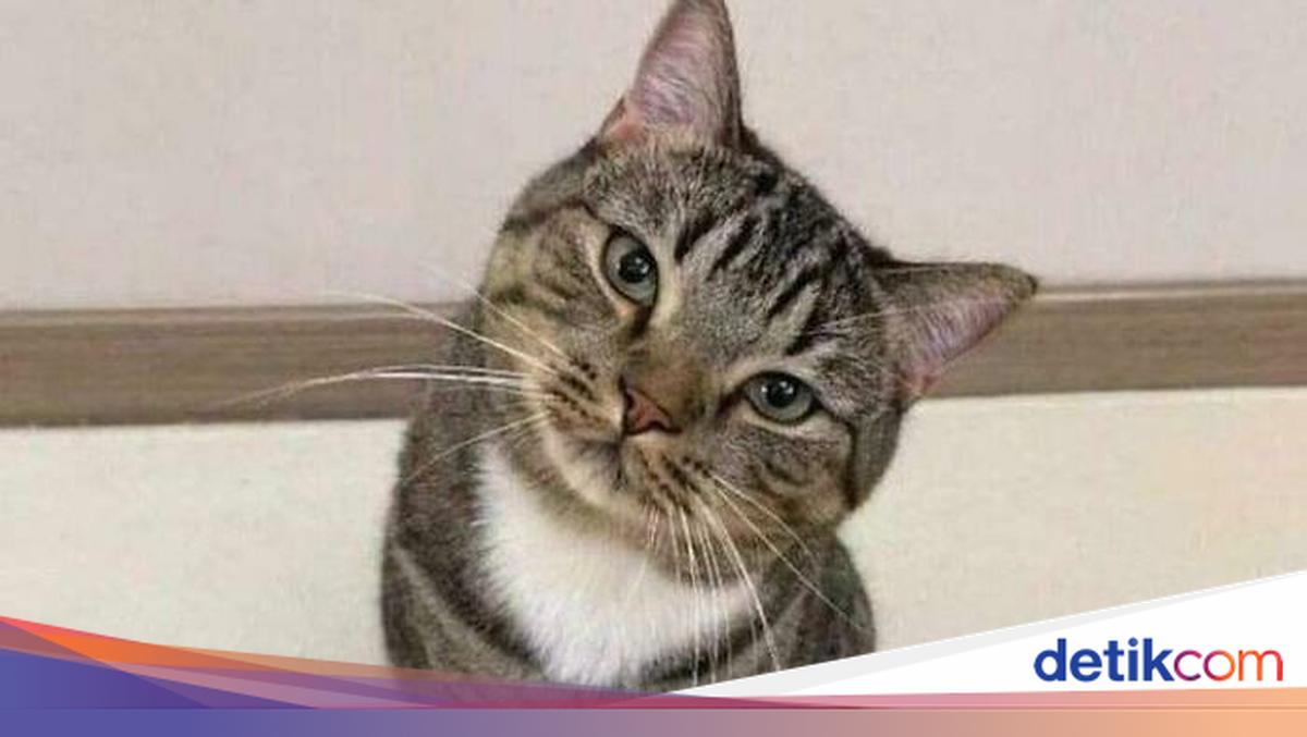 Meski Cuek, Ternyata Kucing Diam-diam Mengenali Bau Pemiliknya