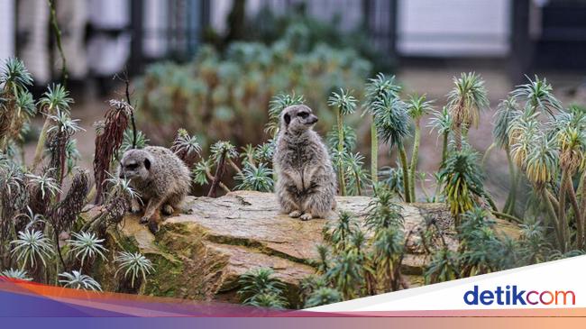 Viral Pernikahan dengan Hadiah Sultan: 100 Musang Luwak hingga Emas Rp ...