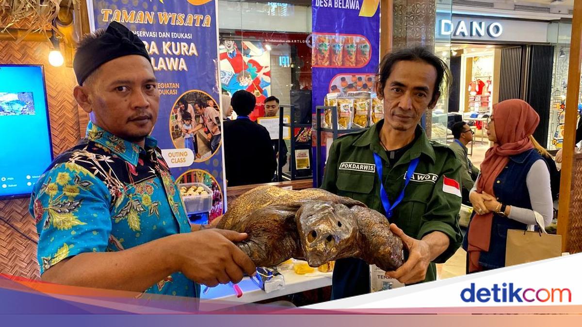 Bulus 'Si Penghuni' Desa Belawa Bertandang ke Kota
