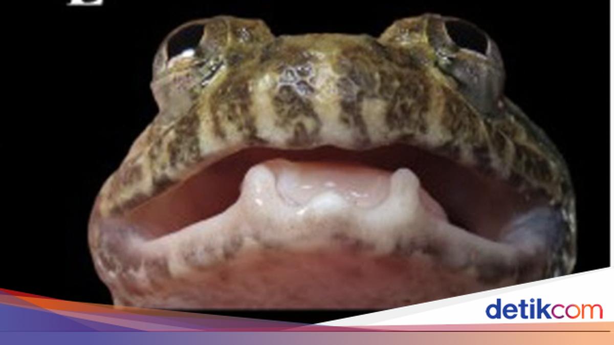 Melihat Lebih Dekat Katak Bertaring, Spesies Baru Ditemukan di Kalimantan
