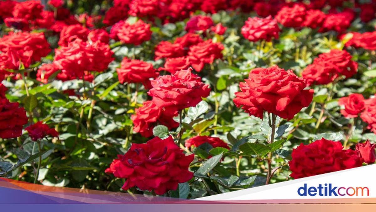 Bunga Mawar dan Makna Cinta di Hari Valentine