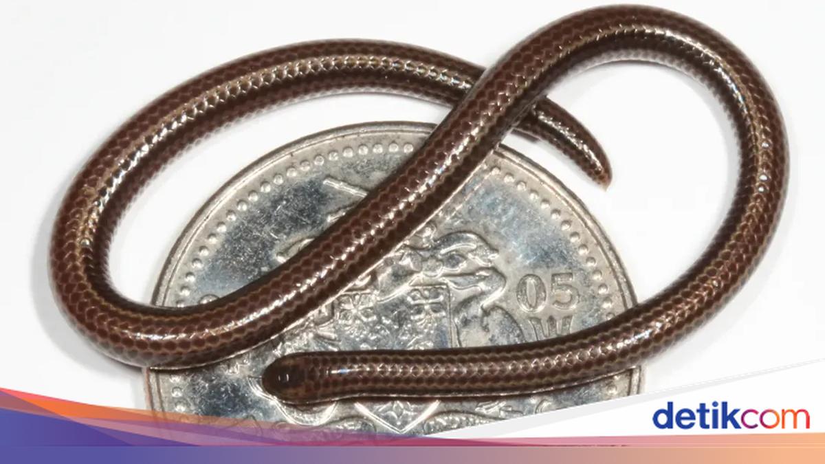 Ular Terkecil di Dunia Ditemukan Setelah 20 Tahun Hilang