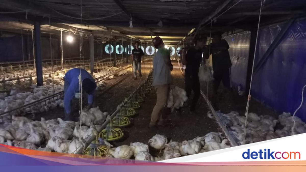 Biang Kerok Harga Ayam Hidup Anjlok