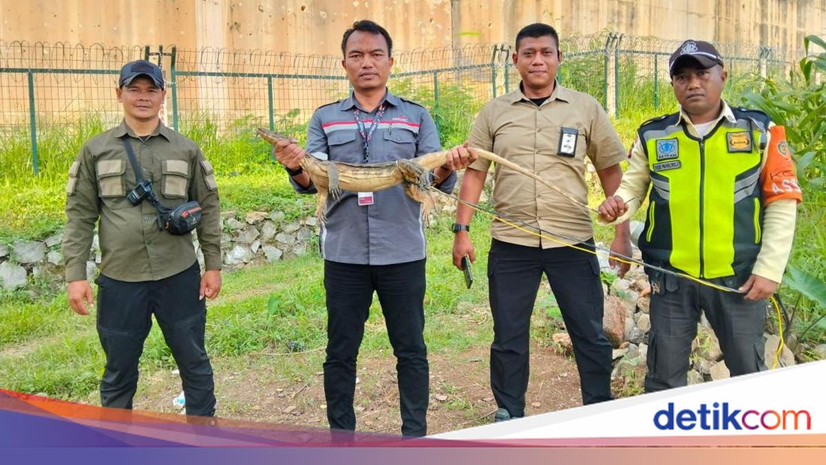 Whoosh Tabrak Biawak Disorot Pakar, KCIC Merespons