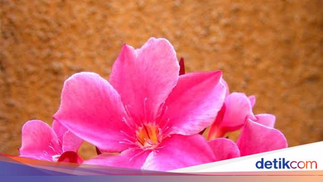 5 Manfaat Bunga Kasturi, Tanaman Eksotis dan Langka dari Kalimantan