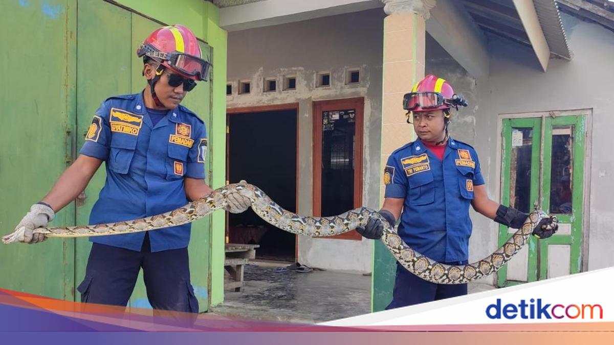 5 Jenis Ular yang Sering Masuk Rumah, Ini Cara Mencegahnya