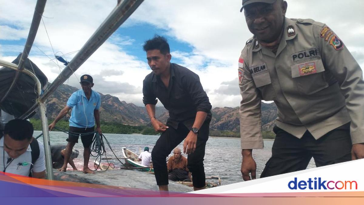 Paus Raksasa Terdampar di Pantai Temkuna TTU
