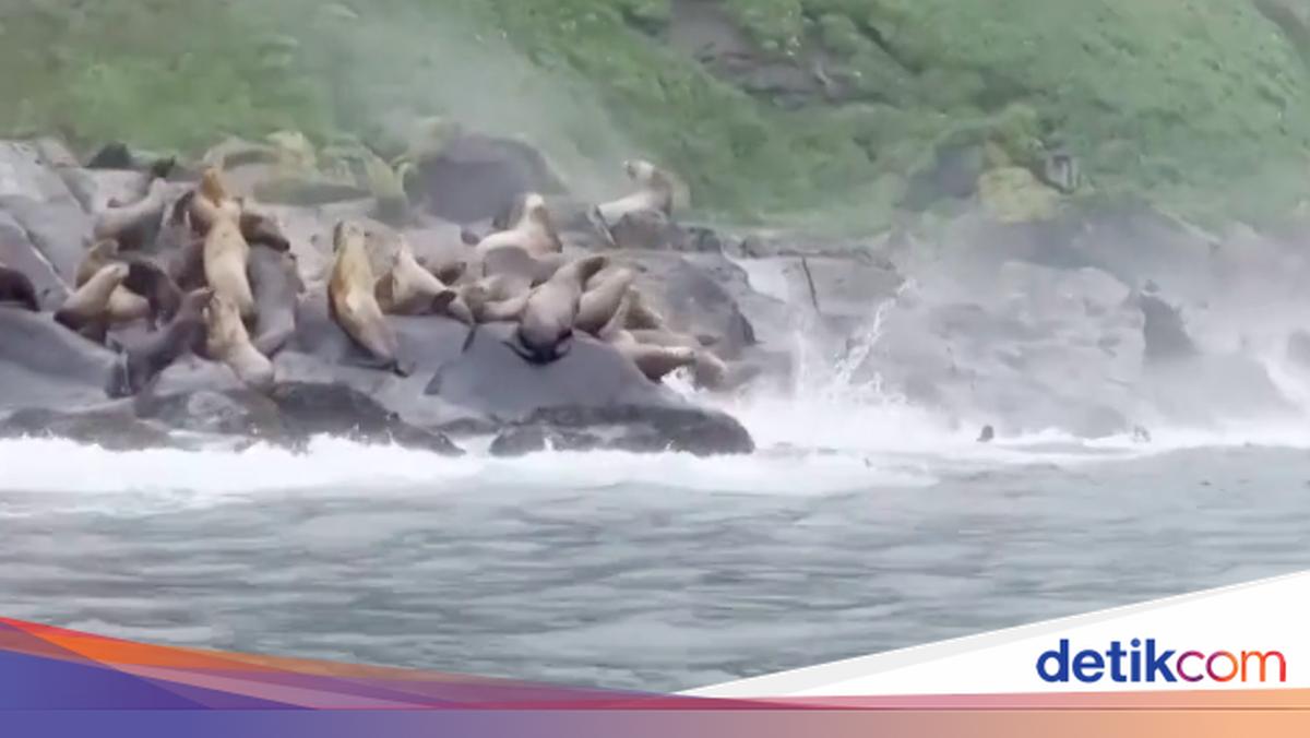 Gerombolan Singa Laut Loncat ke Air saat Gempa Dahsyat Guncang Rusia