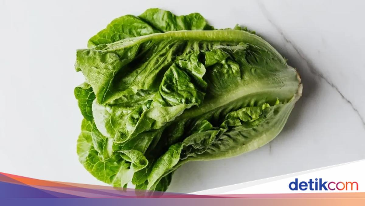 Sering Bikin Bingung, Ini Lho 10 Jenis Selada dan Kegunaannya