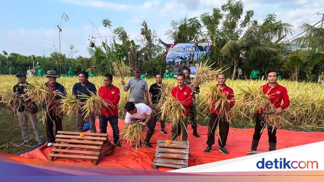 Padi Varietas 'Semeton Buleleng' Dipanen Perdana, Apa Keunggulannya?