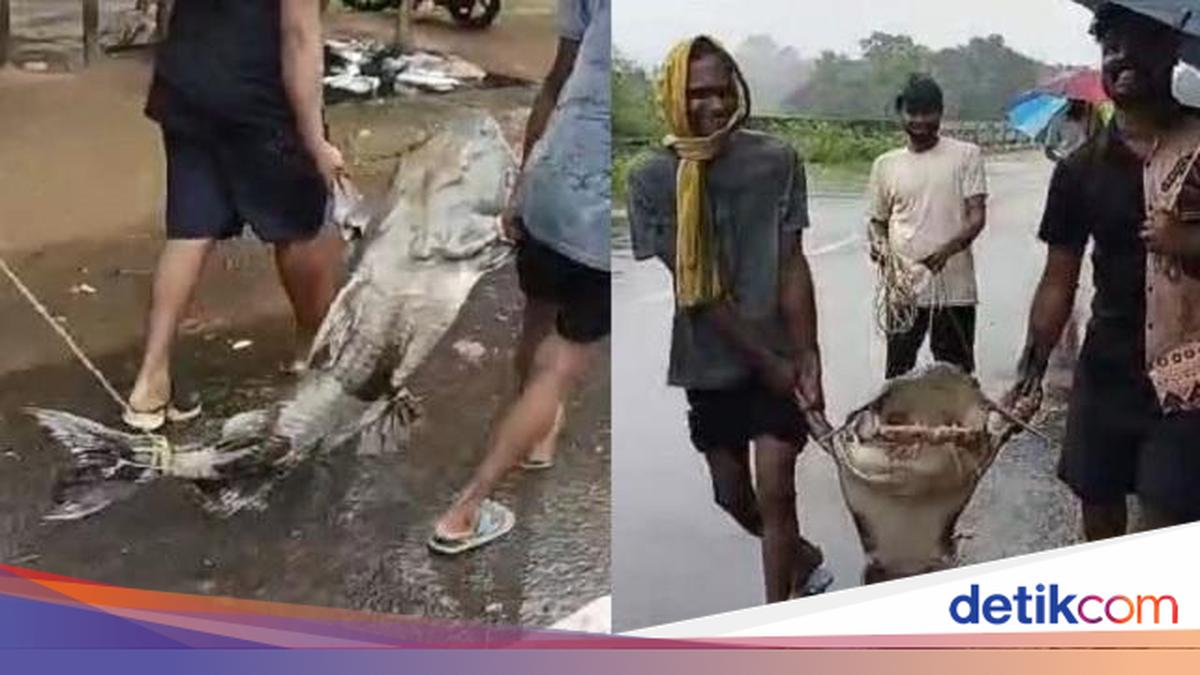 Edan! Ikan Lele Setan Raksasa 170 Kg Berhasil Ditangkap