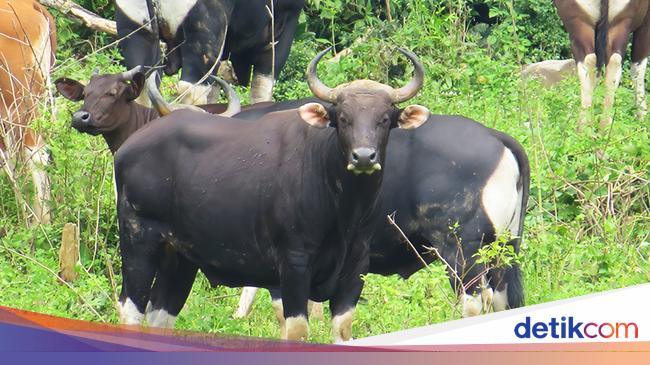 Apa Perbedaan Banteng Jawa dan Sapi Bali? Ini Karakteristiknya