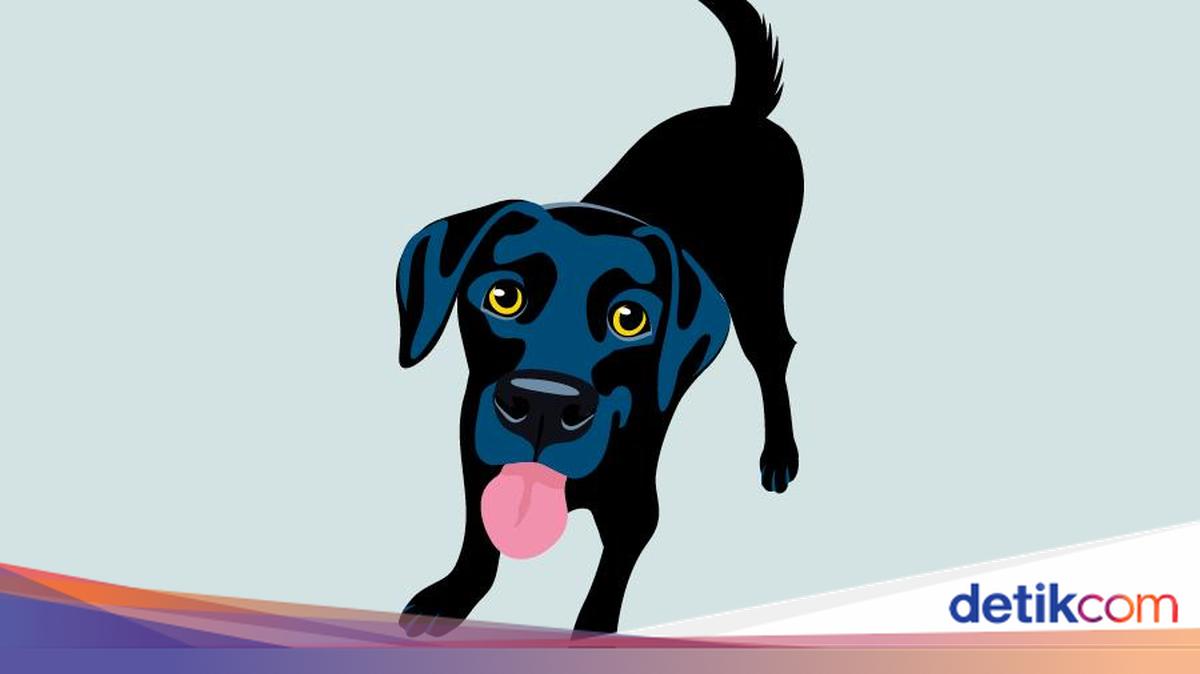Hukum Memelihara Anjing dalam Islam Menurut 4 Mazhab