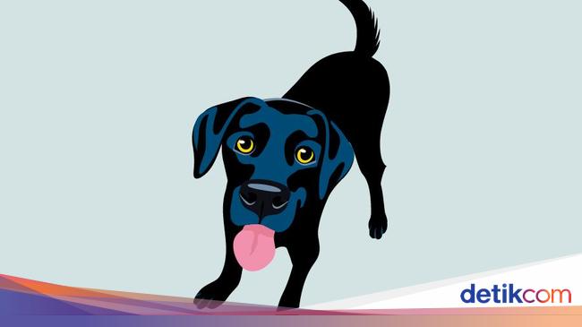 Hukum Memelihara Anjing dalam Islam Menurut 4 Mazhab