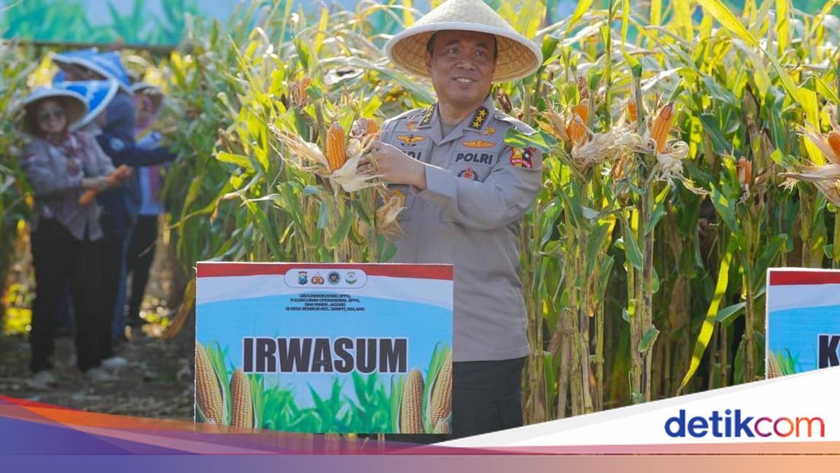 Irwasum Polri Pimpin Panen Raya Jagung di Malang: Hasil Sinergi Semua Pihak
