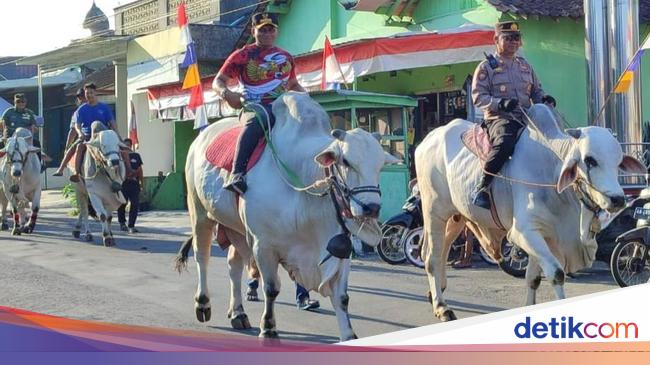 Lenggak-lenggok Puluhan Sapi Jumbo Meriahkan Tradisi Yaaqawiyyu di Jatinom